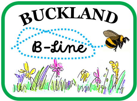 Buckland B-Line : Creating Mini Wildflower Meadows for Pollinators ...